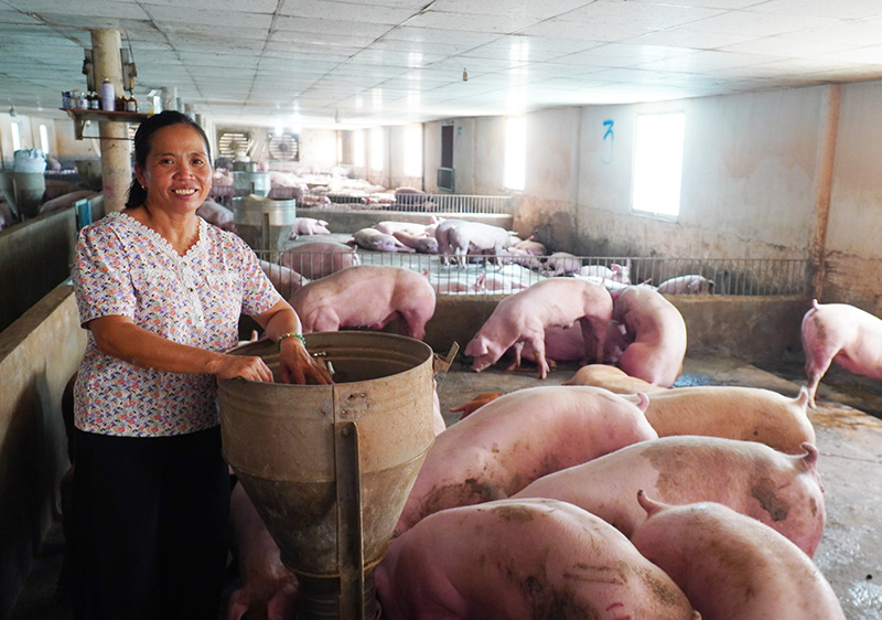 Cách Chăm Sóc Heo Nái Đan Mạch Đạt Chuẩn 2024